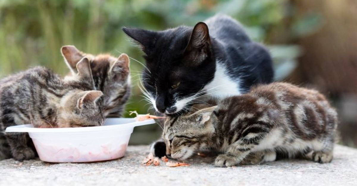16 Outdoor Cat Care Mistakes You’ll Want to Avoid at All Costs ...