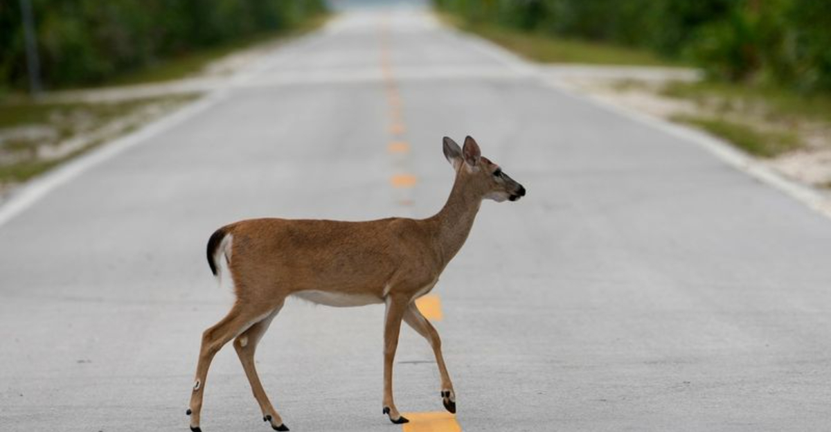 16 Rarest Wild Animals in North America (And Where They Still Survive ...