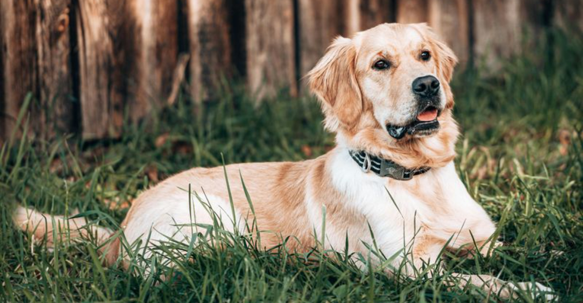 16 of the Friendliest Animals on Earth and 6 That You Shouldn’t Trust ...