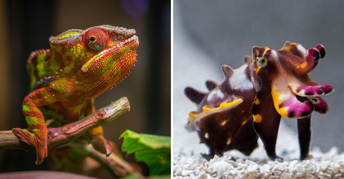 17 Animals With Color-Altering Powers That Feel Almost Unreal ...