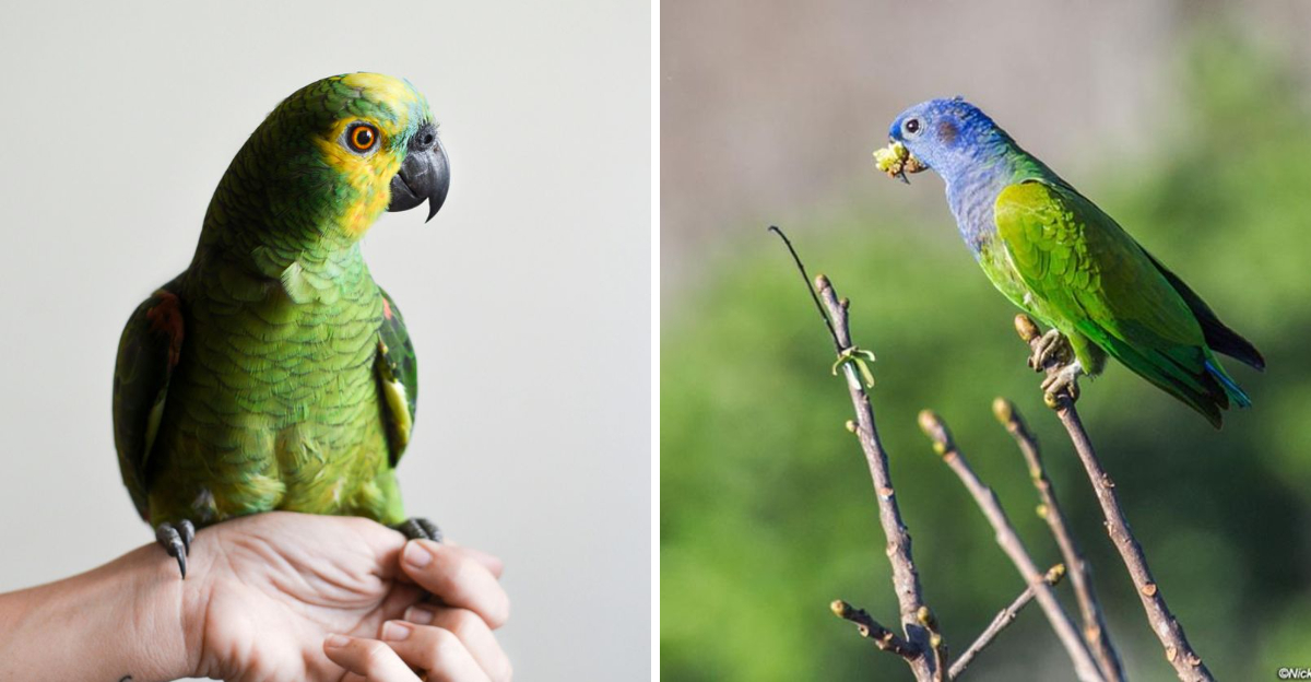 17 Birds Known for Their Impressive Ability to Mimic Speech - Exploring ...