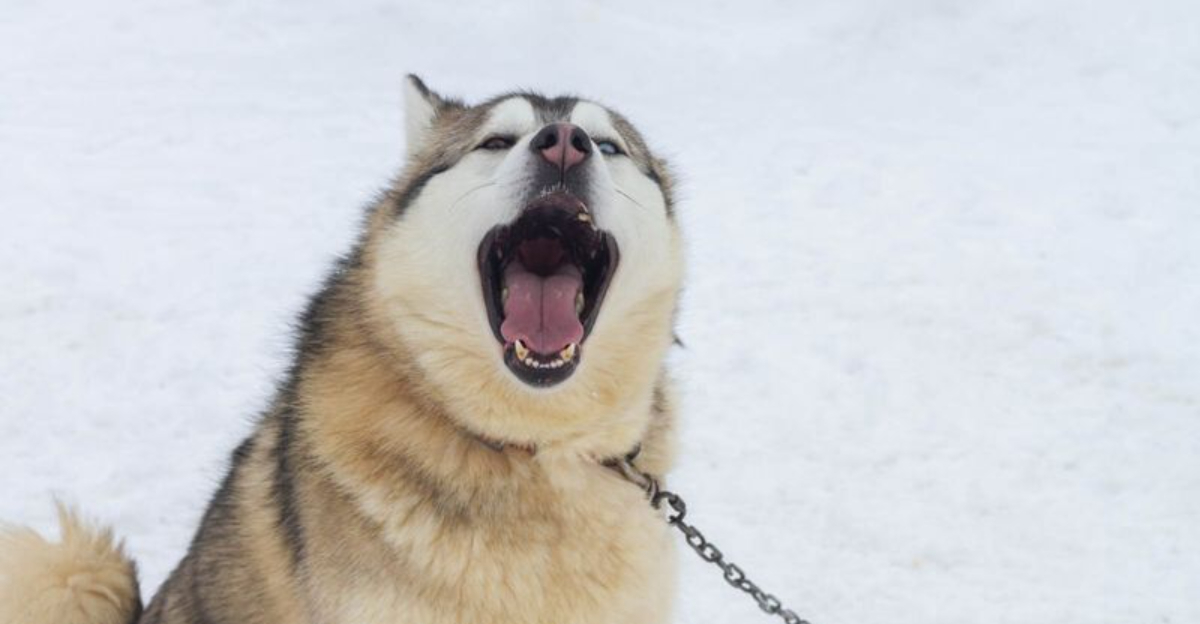 17 Dog Breeds Known for Whining (And Why They Do It) - Exploring Animals