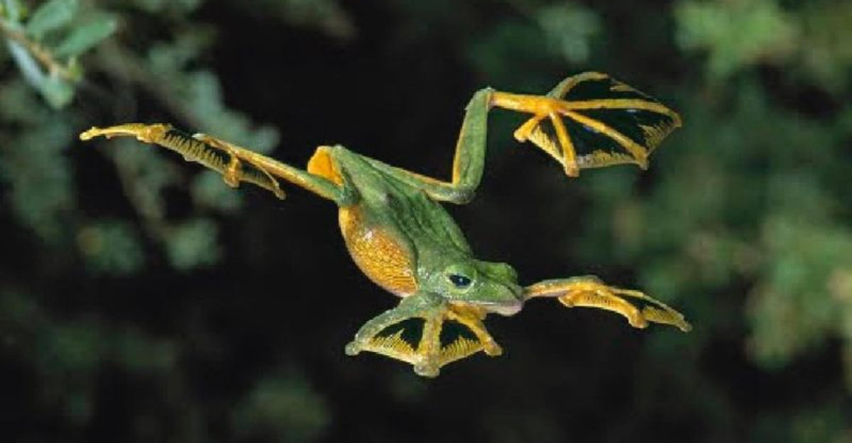 17 Incredible Animals That Break the Rules of Gravity - Exploring Animals