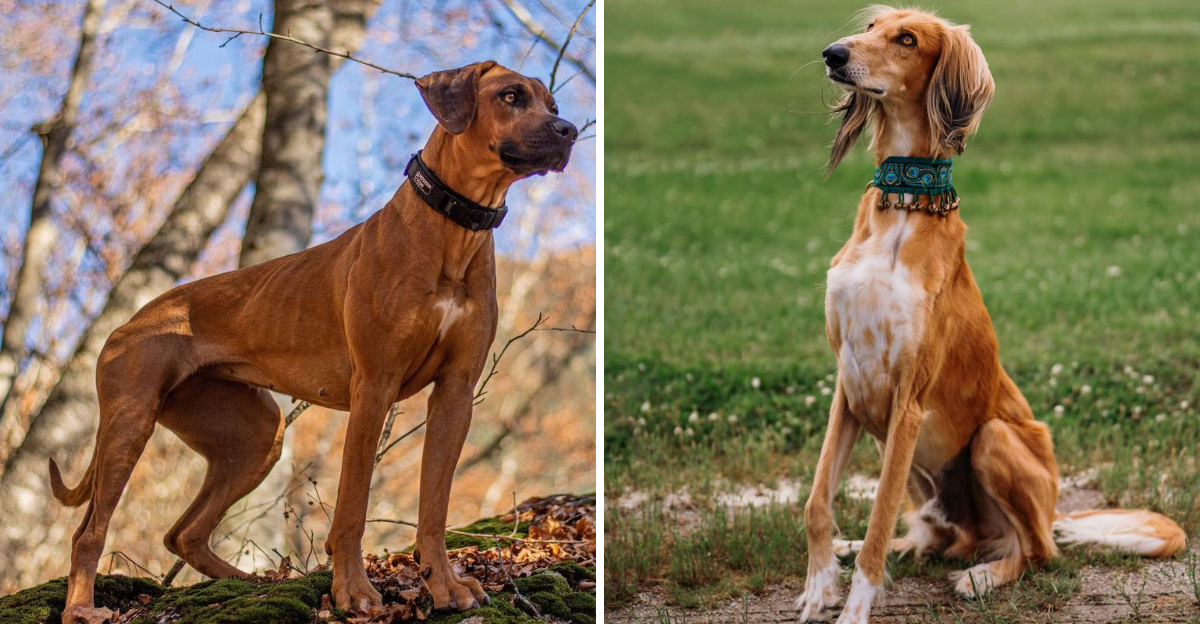 17 Least Affectionate Dogs Breeds That Are Loyal Without Being Overly ...