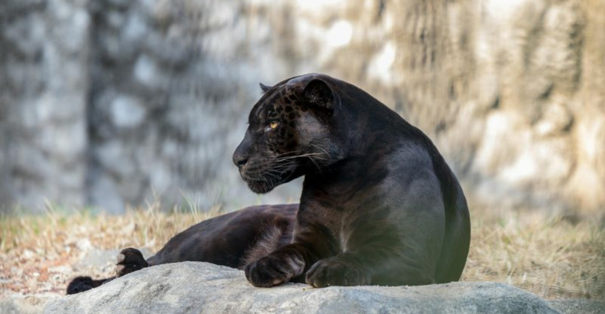 17 Wild Cat Breeds from Around the World That Will Amaze You ...