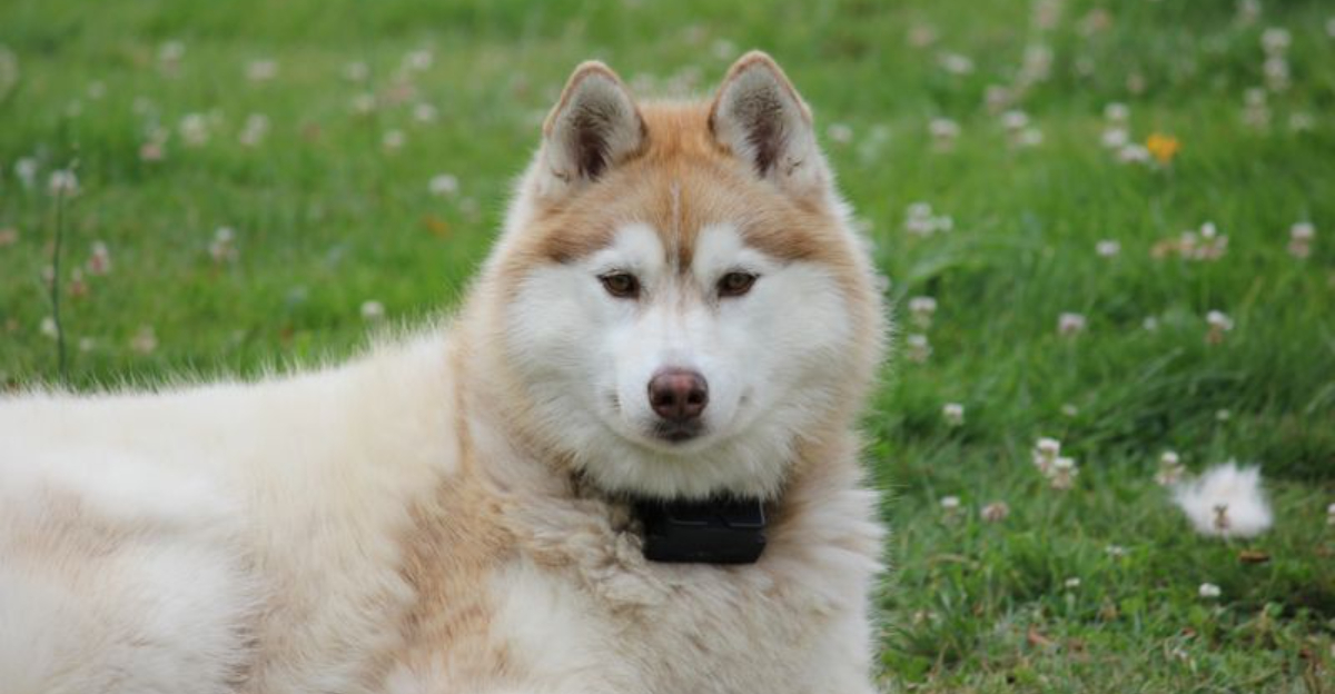 18 Beloved Dogs That Also Happen to Be the Most Stress-Inducing for ...