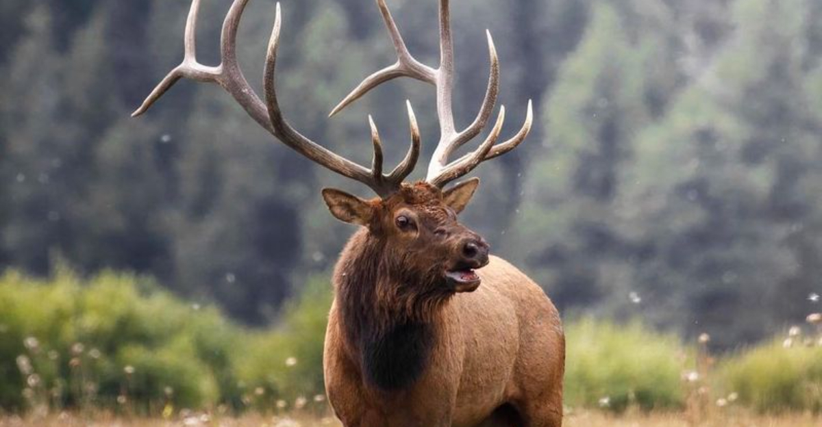 18 Largest Mammals in Western National Parks (Bison Herds Reach 4,900 ...