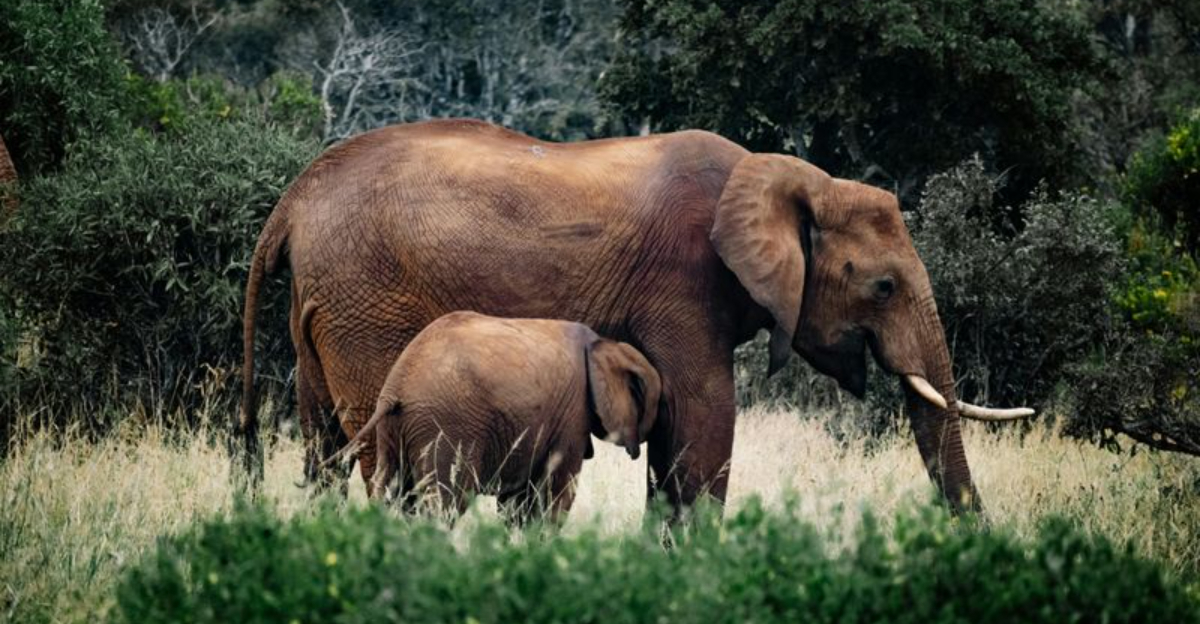 20 Animals That React to Loss and Death in Ways You Didn’t Expect ...