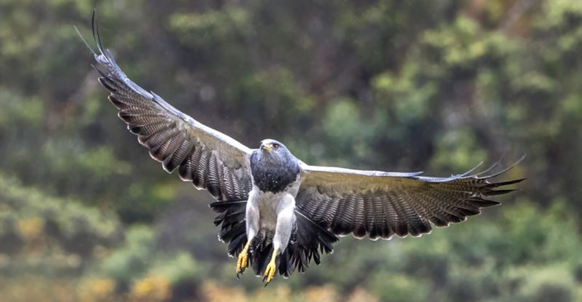 20 Birds of Prey That Find Their Strength and Freedom in Mountainous ...