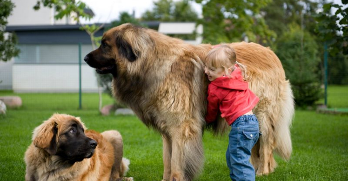 20 Giant Dog Breeds and the Tips You Need to Raise Them Right ...
