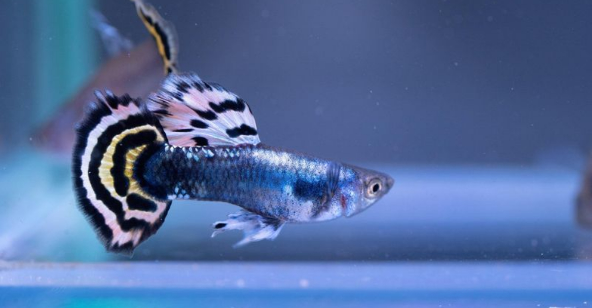 20 Stunning Guppy Varieties That Belong in Your Aquarium - Exploring ...