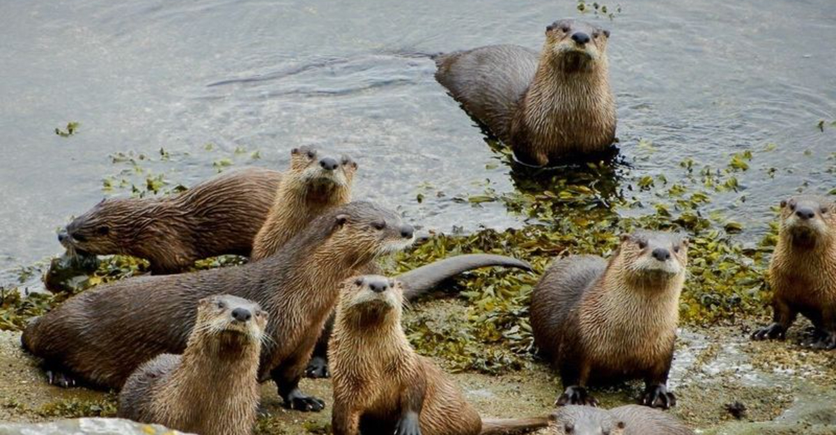 20 U.S. Rivers With the Strongest Otter Populations — Wildlife Experts ...