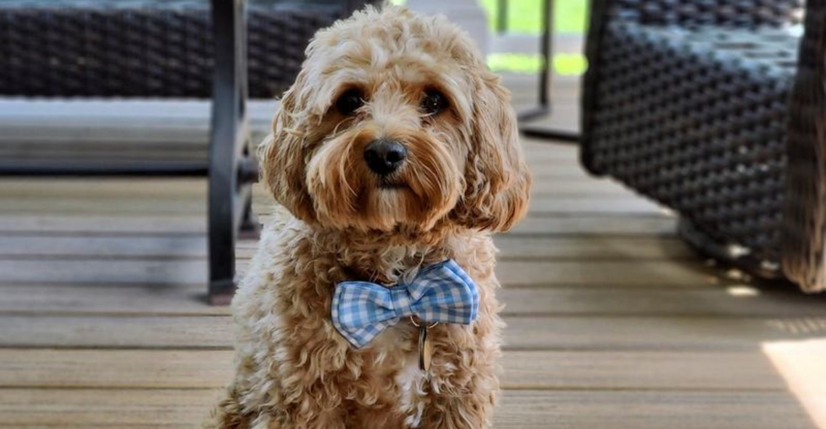 21 Doodle Dog Breeds Taking the Pet World by Storm in 2025 - Exploring ...