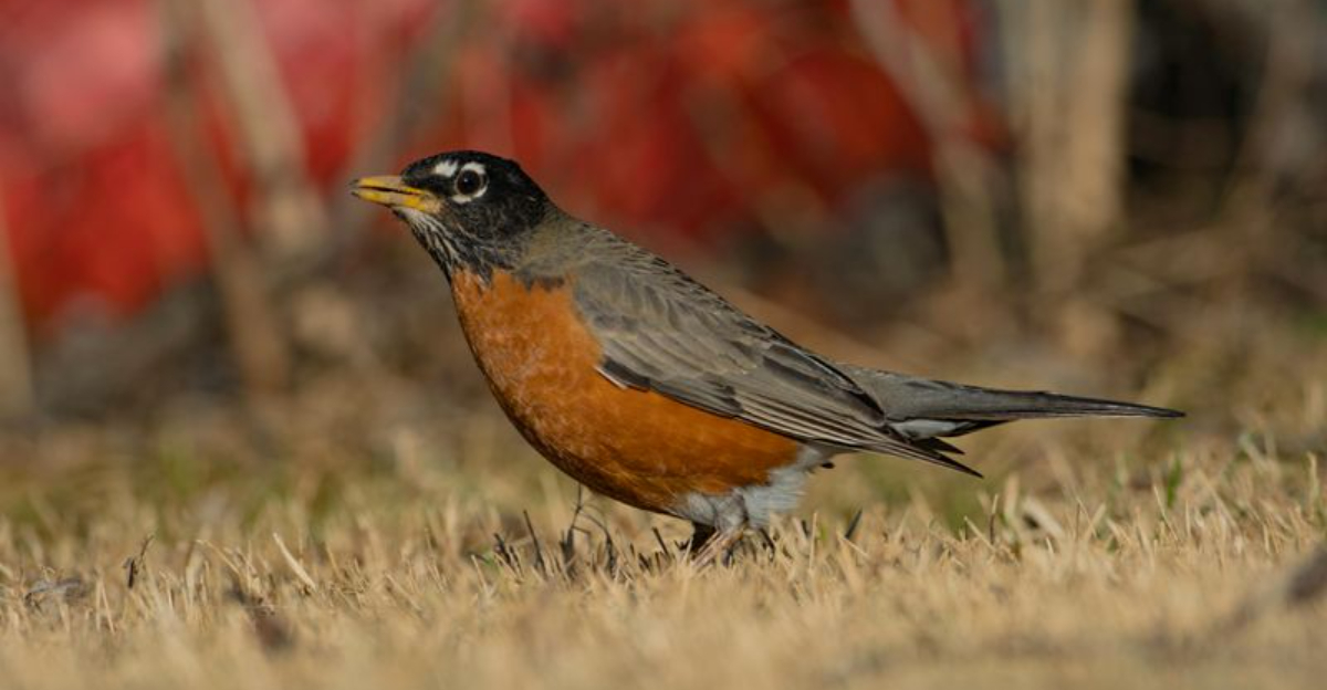 25 Familiar Backyard Birds and the Powerful Stories They Carry ...