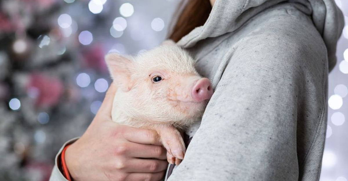 25 Lovable Animals That Crave Human Company (And Will Totally Win Your ...