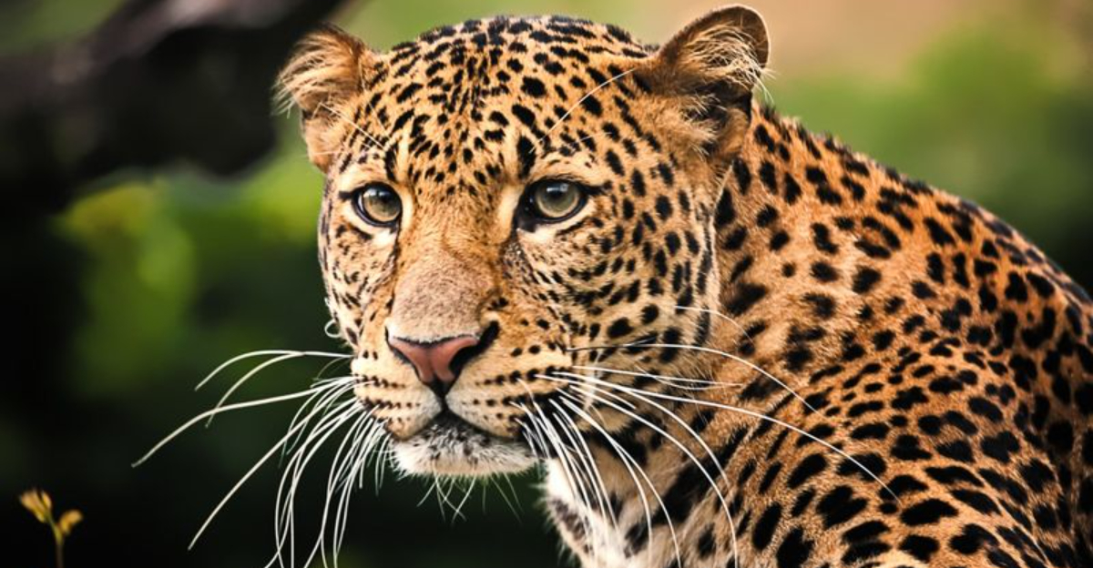 25 Rare and Endangered Big Cats the World Can’t Afford to Lose ...