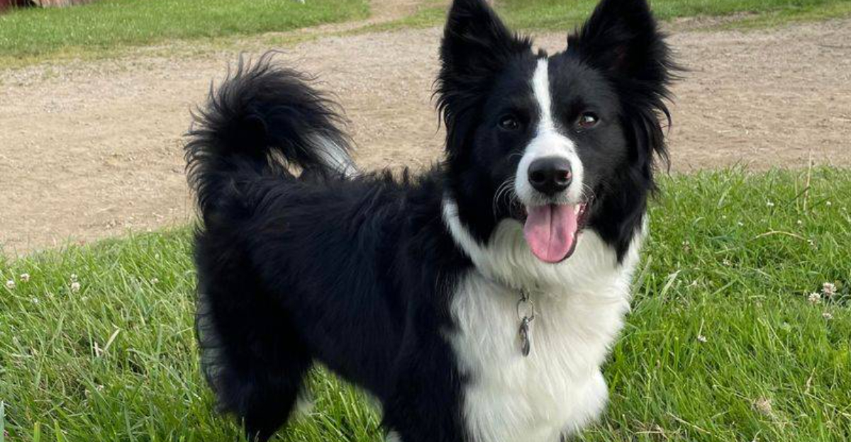 27 Dog Breeds That Are Too Demanding - Exploring Animals