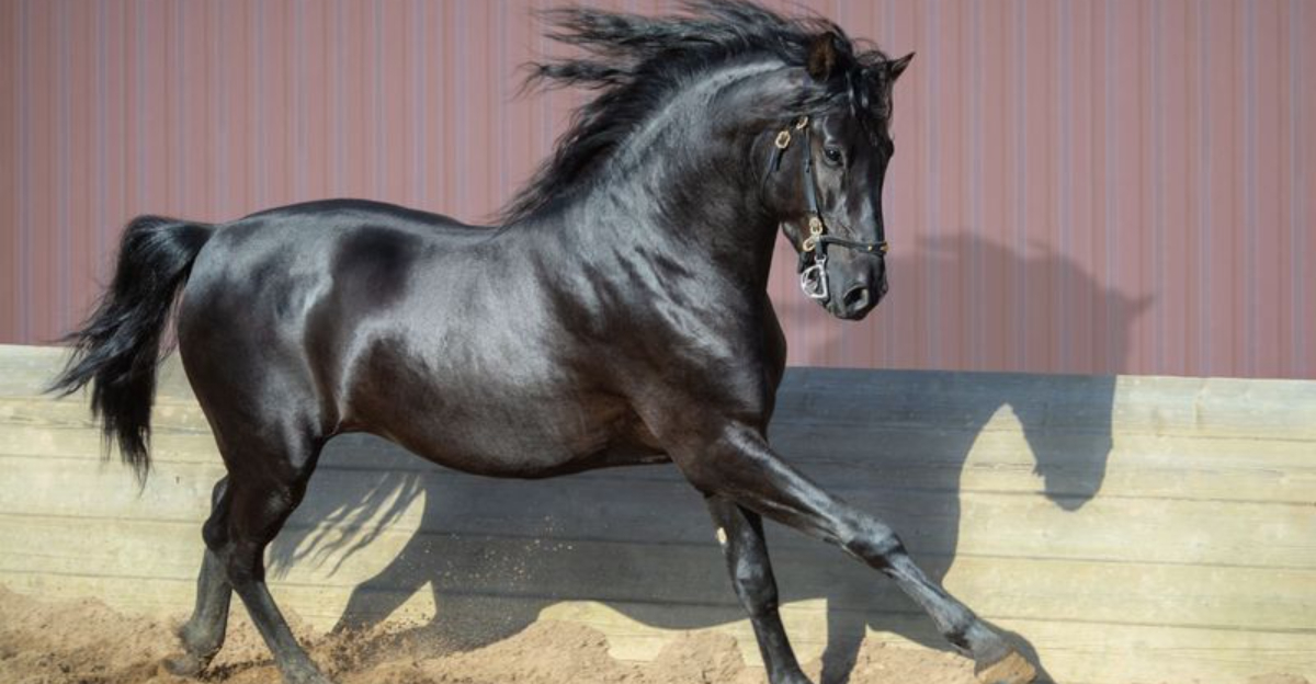 27 Most Beautiful Horses in the World - Exploring Animals