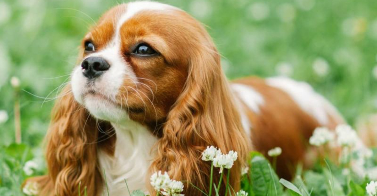 30 Big-Hearted Dog Breeds That Are Sweet Through and Through ...