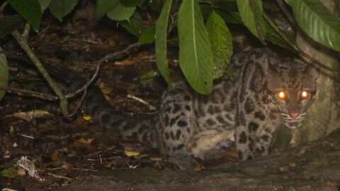 5 Big Cats You’ve Never Heard Of and 6 More That Are Vanishing Fast ...