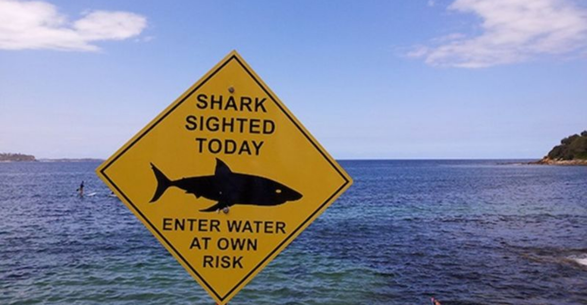 5 Shark Hotspots to Avoid This Summer and 6 Safer Waters You Can ...