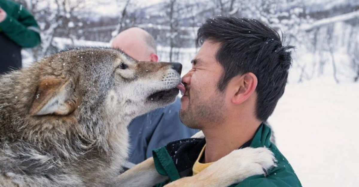 5 Things That Can Get You Hurt If You See a Wolf—and 10 That Could Save Your Life - Exploring ...