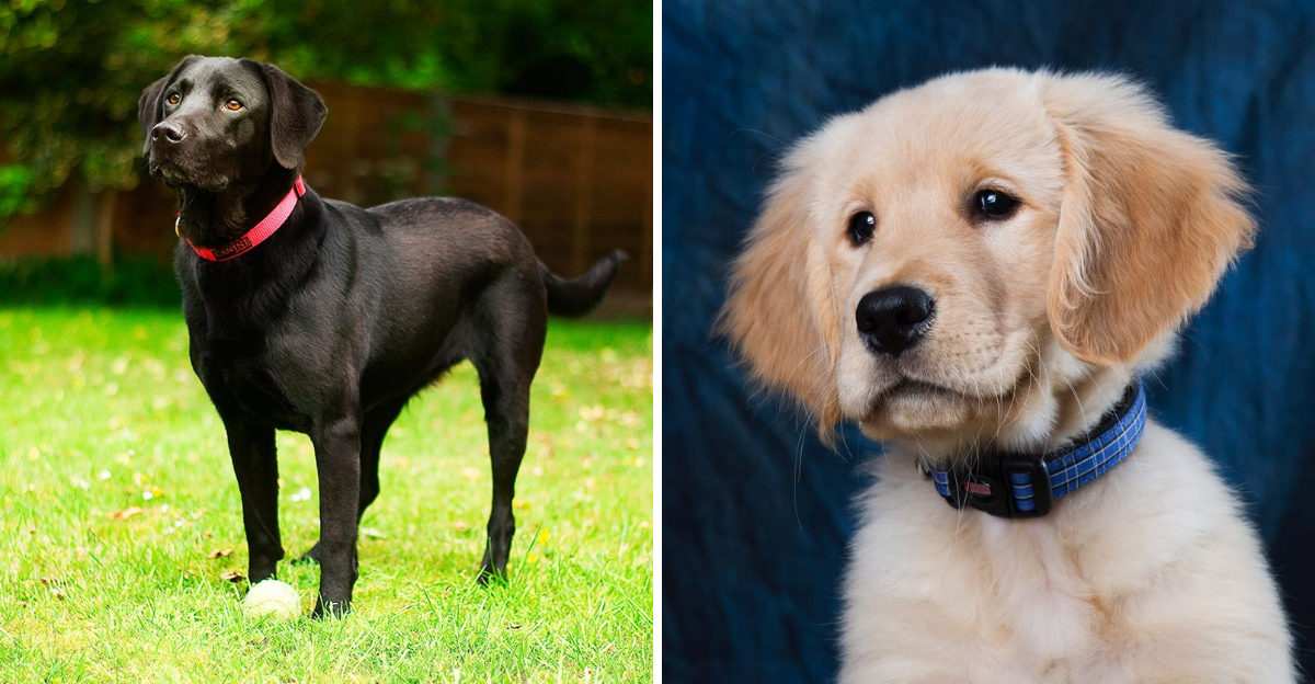 6 Dog Collar Colors That Every Owner Should Know—And What Each One ...