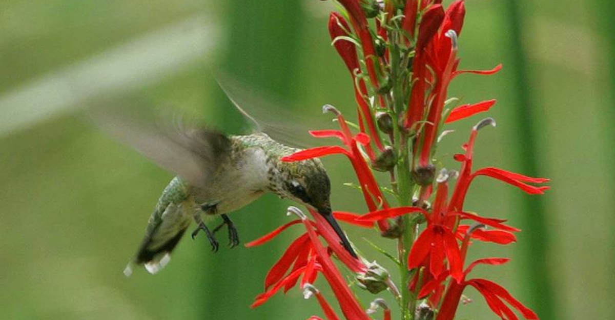 6 Mistakes People Make Around Hummingbirds and 10 Ways to Help Them ...