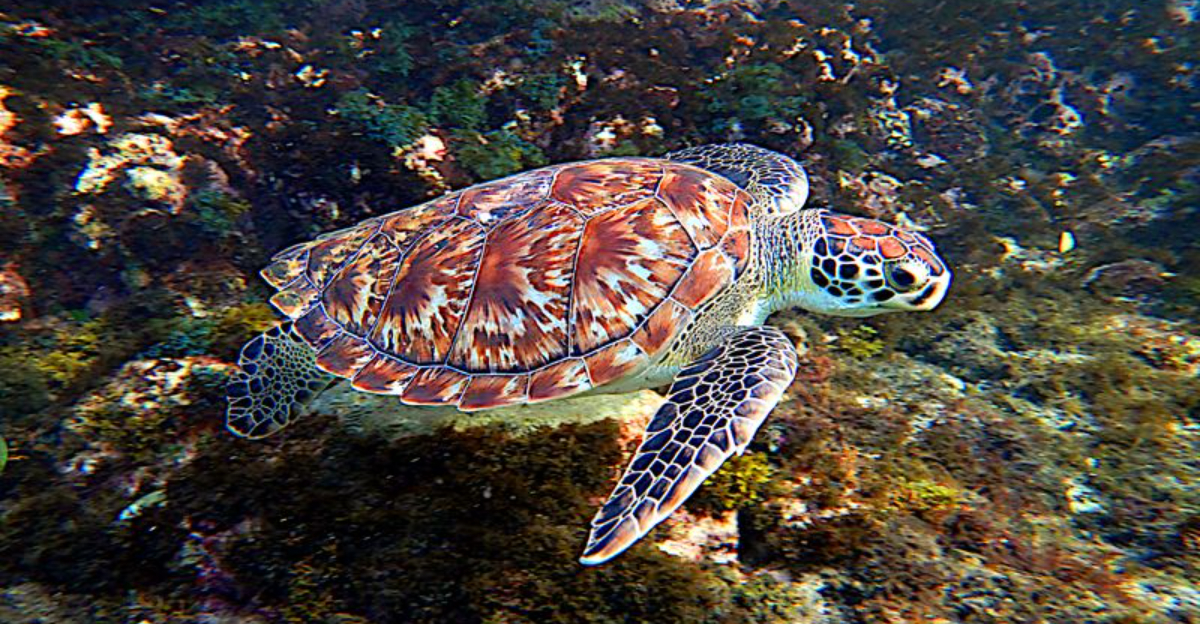7 Animals That Are the Last of Their Kind and Could Disappear in 2025 ...