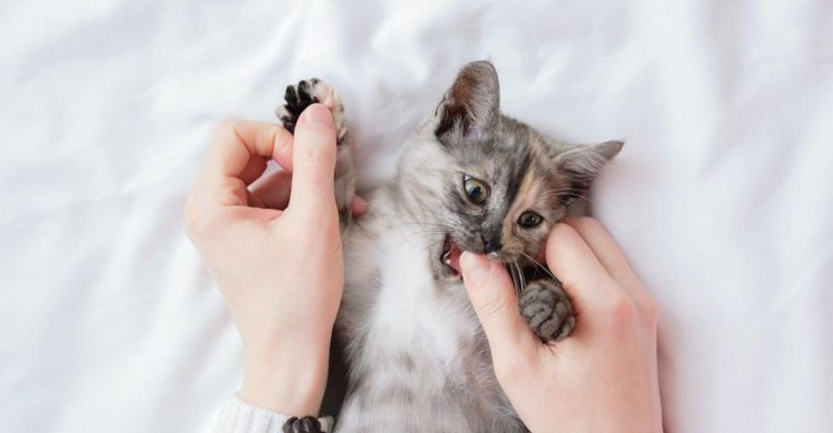 7 Reasons Your Cat Bites—and What They’re Trying to Tell You ...