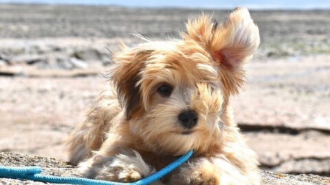 7 Tiny Dog Breeds That Love Road Trips—and 8 More That Are Made for the ...