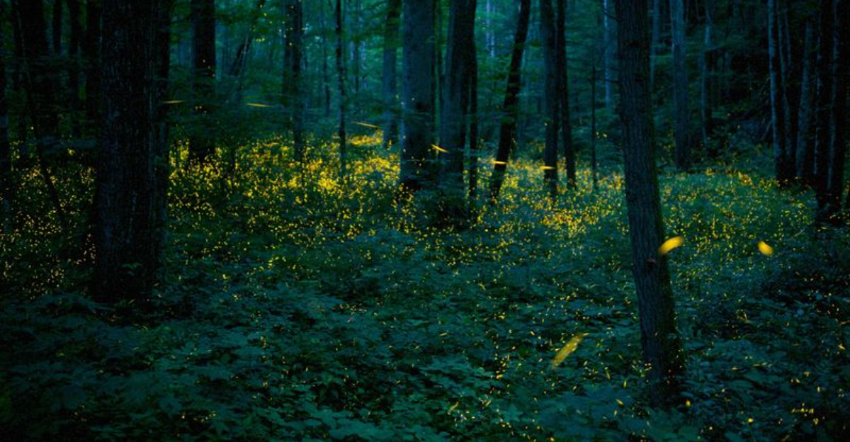 8 Animals That Glow in the Dark—And the Science Behind Why They Do It ...