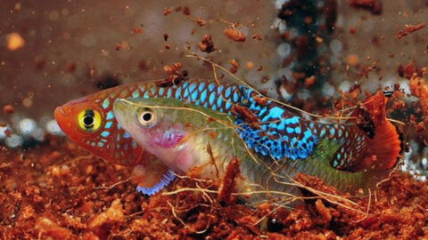 8 Fish Species That Are Sensitive to Water Changes and 12 That Are ...
