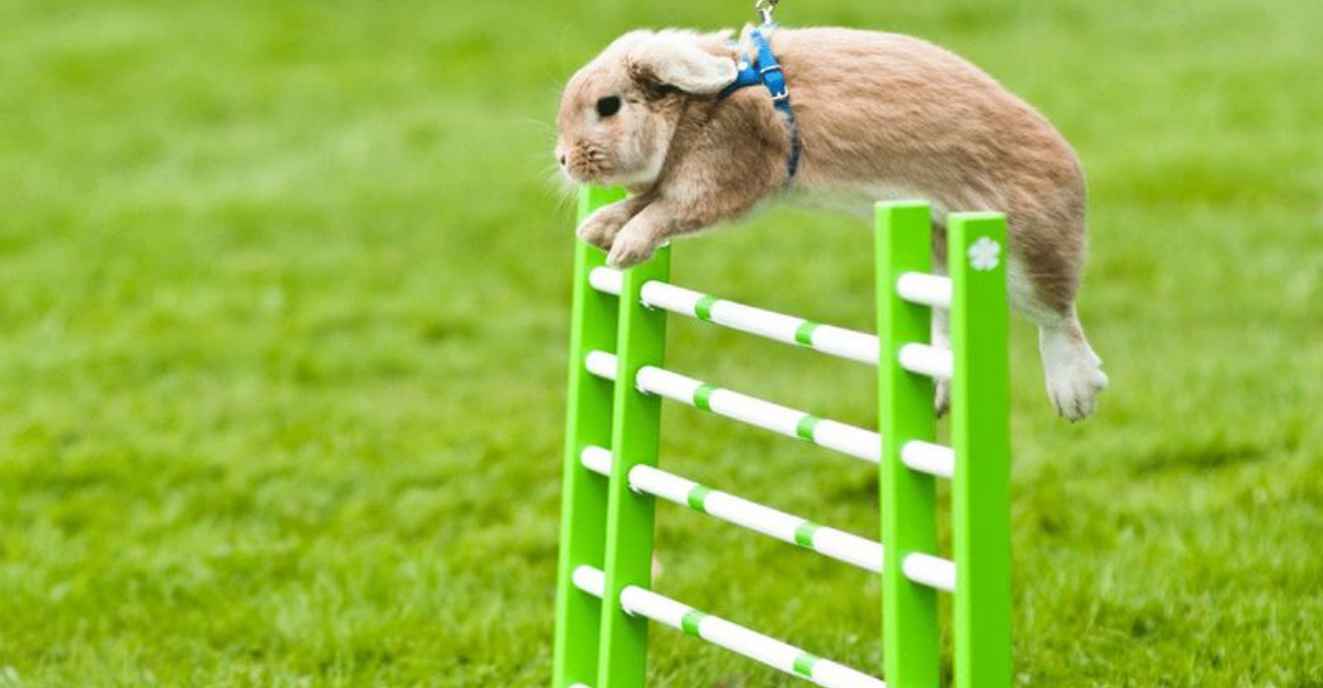 8 Fun Bunny Tricks That’ll Make Your Rabbit the Star of the Room ...