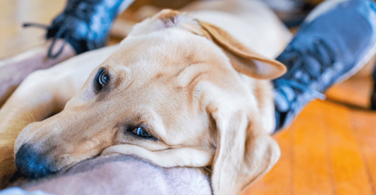 8 Heartfelt Ways Dogs Say Goodbye Before the End (And 8 Ways They Show ...
