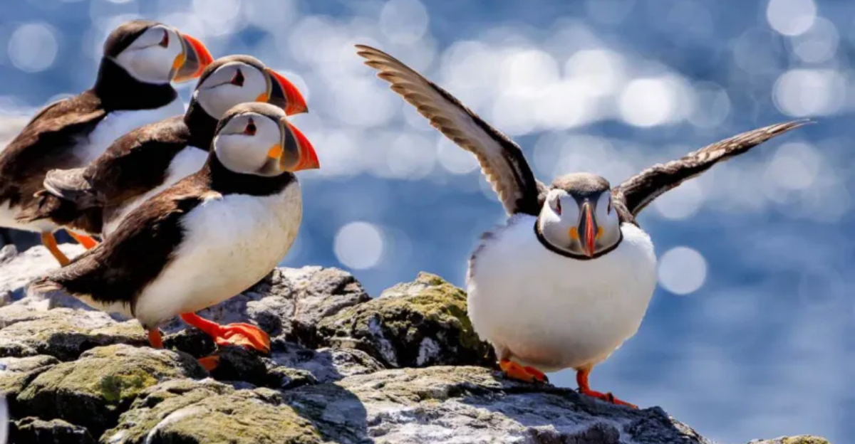 8 Ways Birds Spot Their Own and 4 Signals They Never Miss - Exploring ...