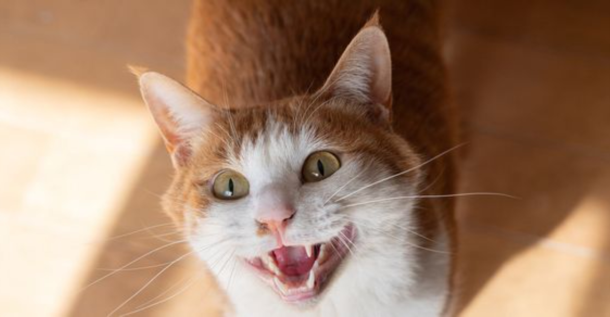 8 Ways Cats Show They're Happy — and 7 Signs Something’s Wrong ...