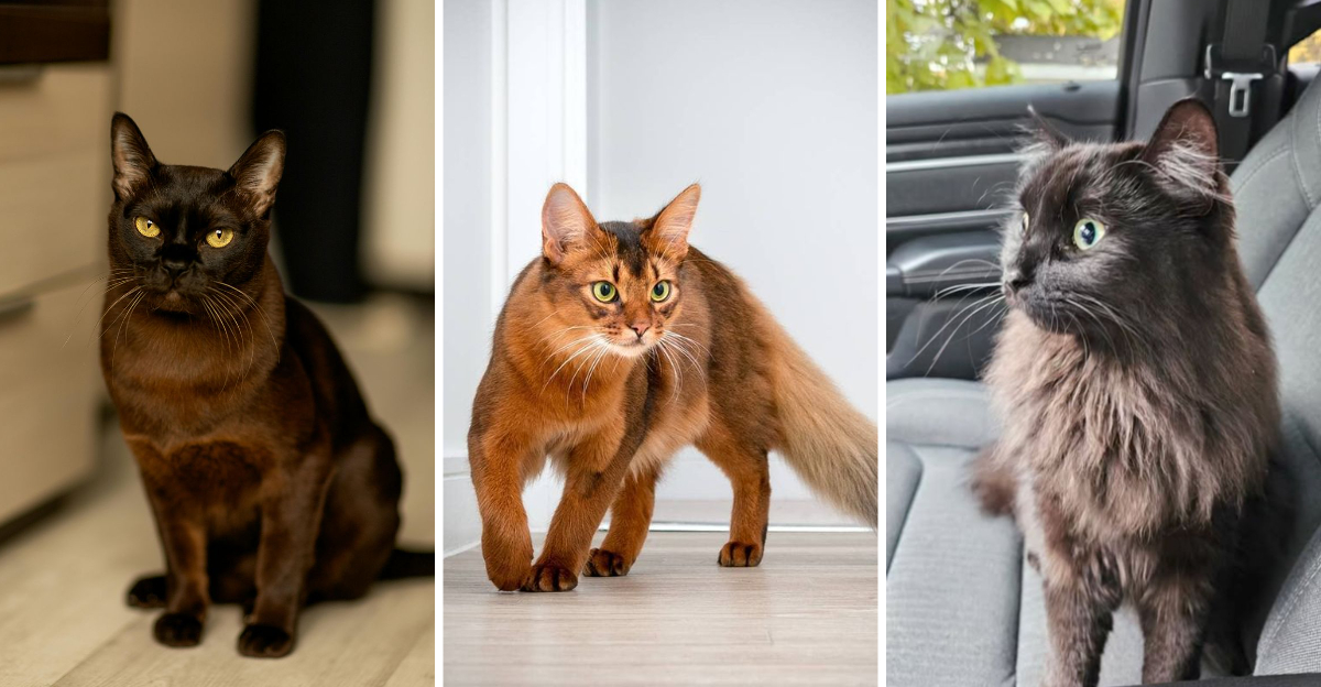 9 Beautiful Brown Cat Breeds Everyone Will Be Obsessed With in 2025 ...