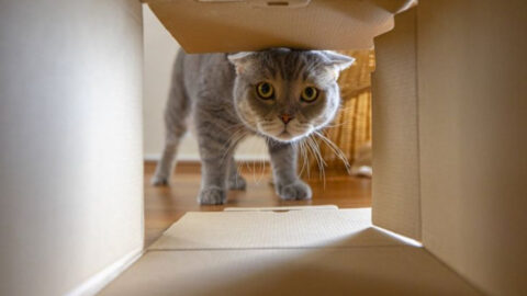 9 Signs Your Cat Is Thriving (and 9 That May Signal Distress ...