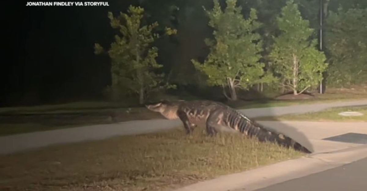 9 U.S. States Where Alligator Sightings Are Surging (And What’s Behind ...