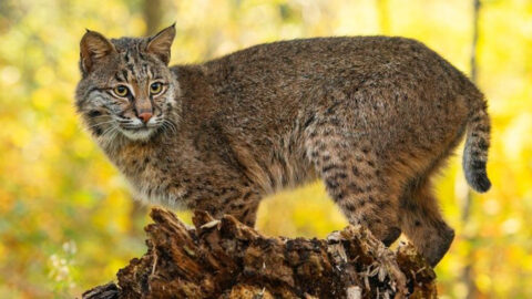 9 U.S. States Where Bobcats Rule the Wild and Tips to Stay Safe ...