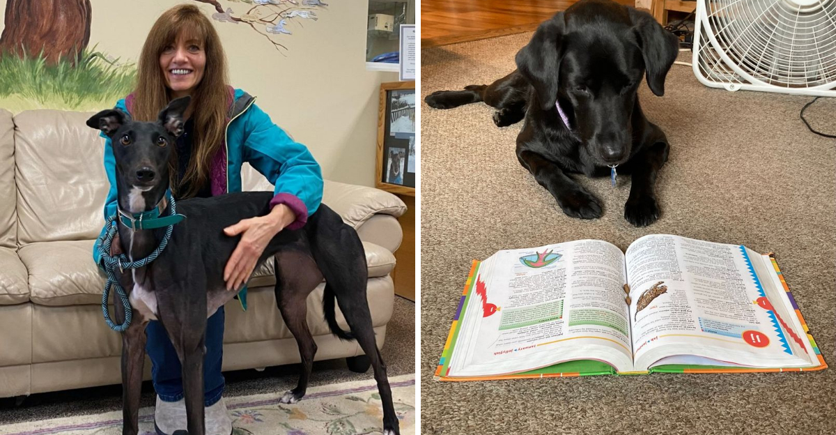9 Unforgettable Senior Dogs Who Changed Lives After Adoption ...