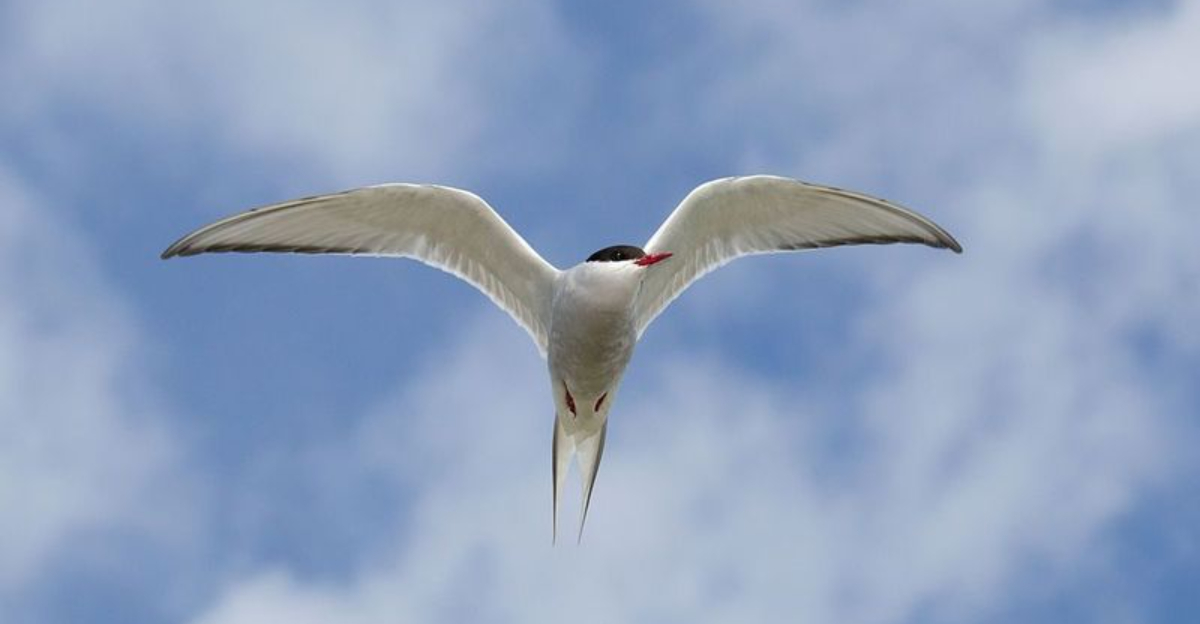Arctic Tern: 11 Fascinating Facts About the World’s Longest Migrator ...
