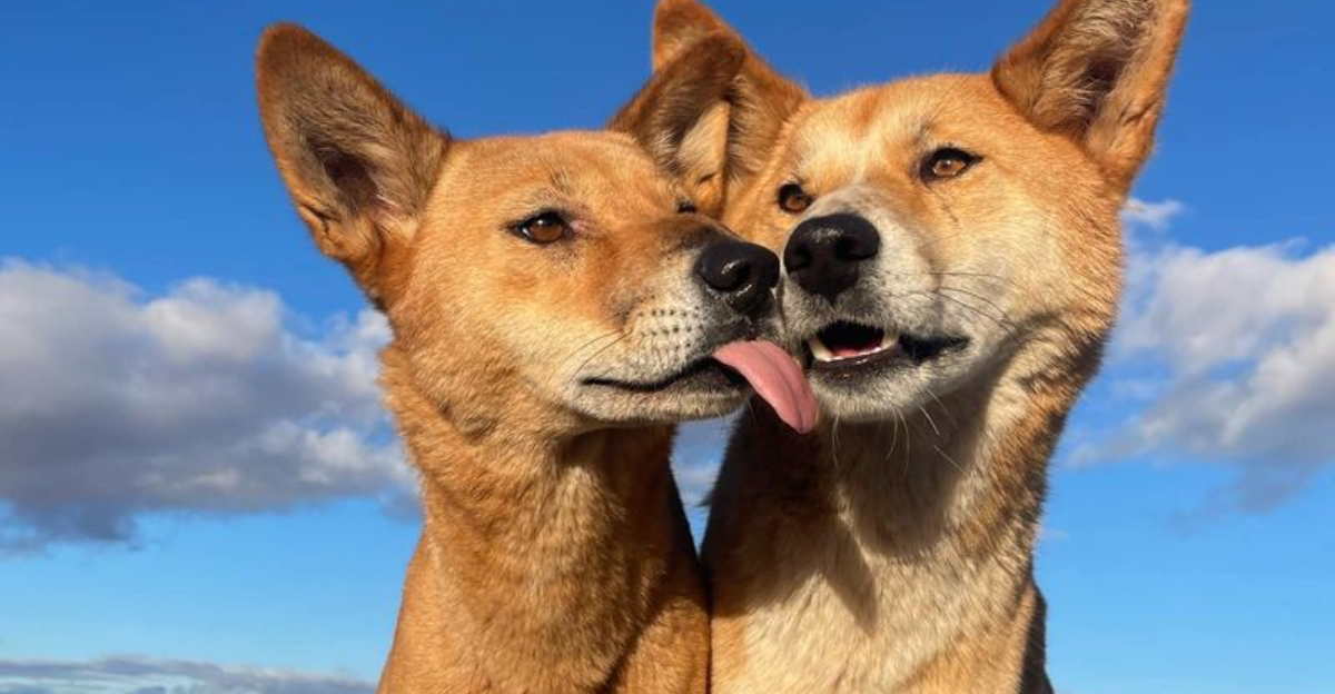 Are Dingoes Really Dogs? Unraveling Australia’s Wild Canine Mystery ...