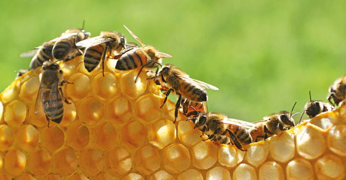 Bees Are Rapidly Declining—And These 15 Alarming Changes Are Already ...