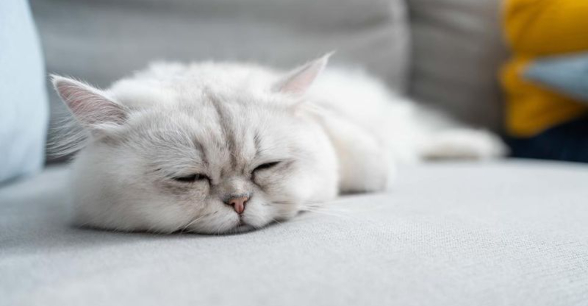 Before the Goodbye: 12 Silent Signals Cats Give When Their Time Is Near ...