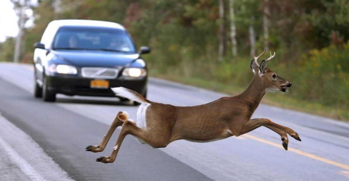 Beware the Wildlife: 12 U.S. States with the Highest Animal Collision ...