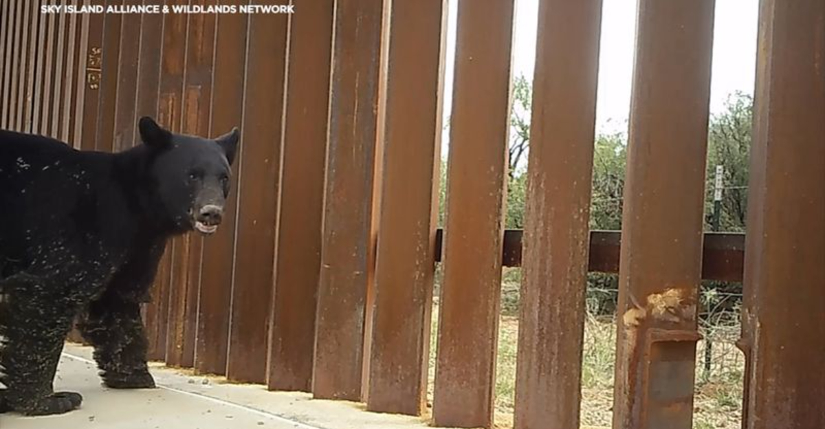 Borderlands Wildlife: Cameras Reveal Surprising Animal Routes Along the ...