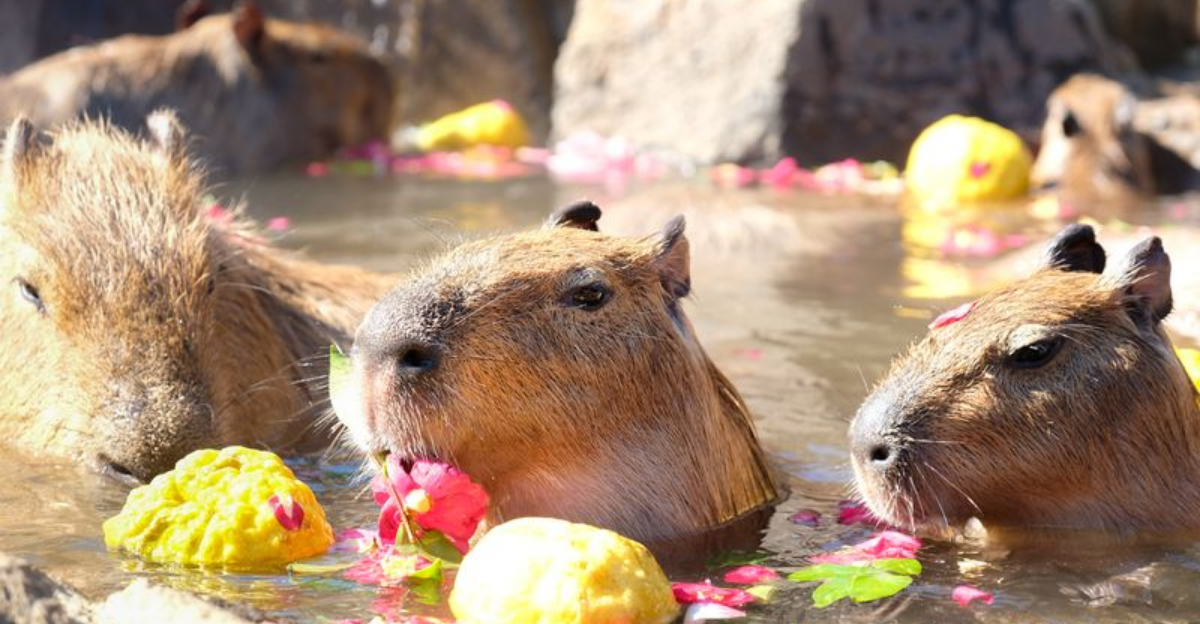 Capybaras: The Laid-Back Rodents Taking Over Social Media - Exploring ...
