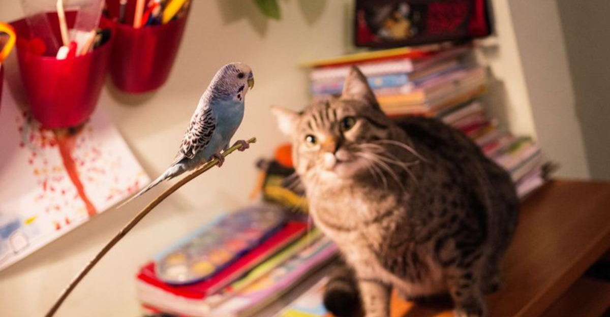 Cats and Parrots as Pets: Can They Really Get Along? - Exploring Animals